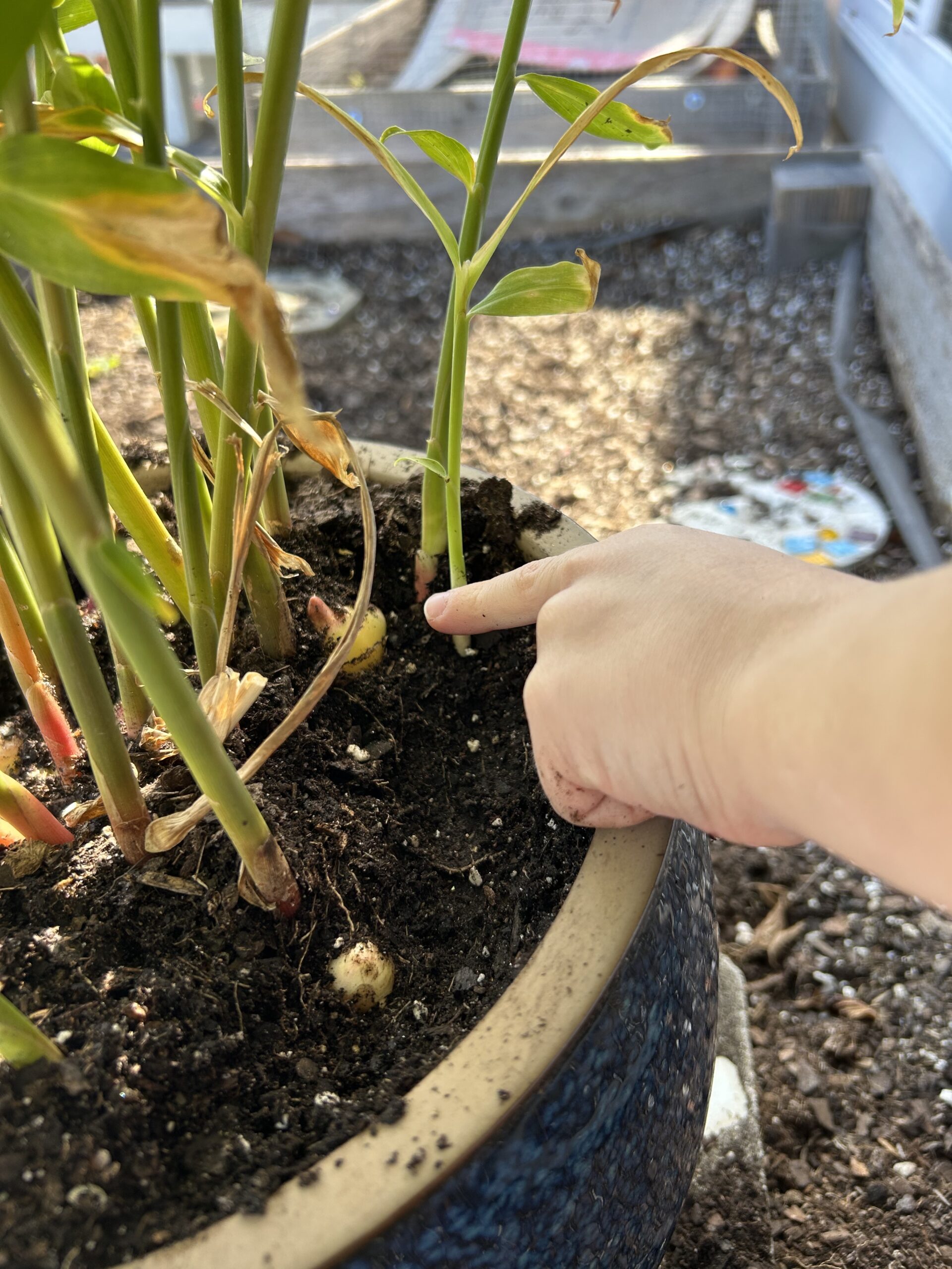 Growing & Harvesting Ginger - Seasoned with Joy